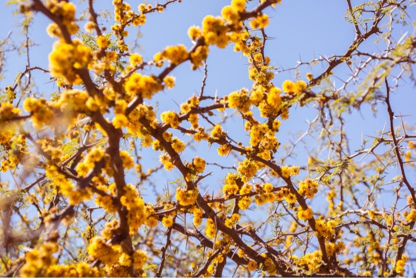 Where and when to see the best of the flowers in Provence, France