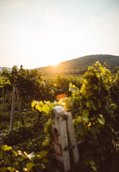 Things to do in Provence in May