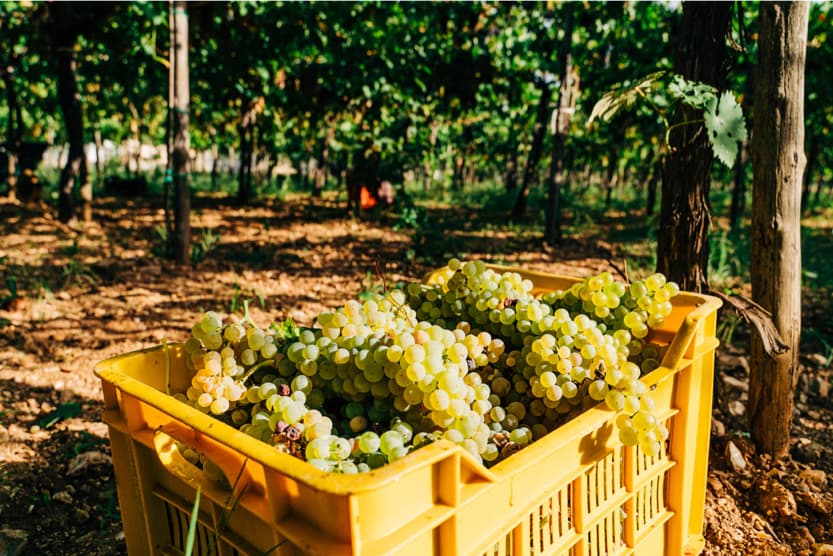 The best things to do in Provence in October